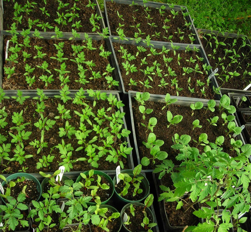 Transplanting Vs. Direct Sowing | Southern Exposure Seed Exchange