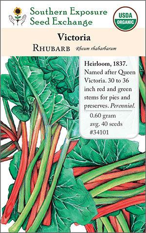 Growing Rhubarb from Seed | Southern Exposure Seed Exchange