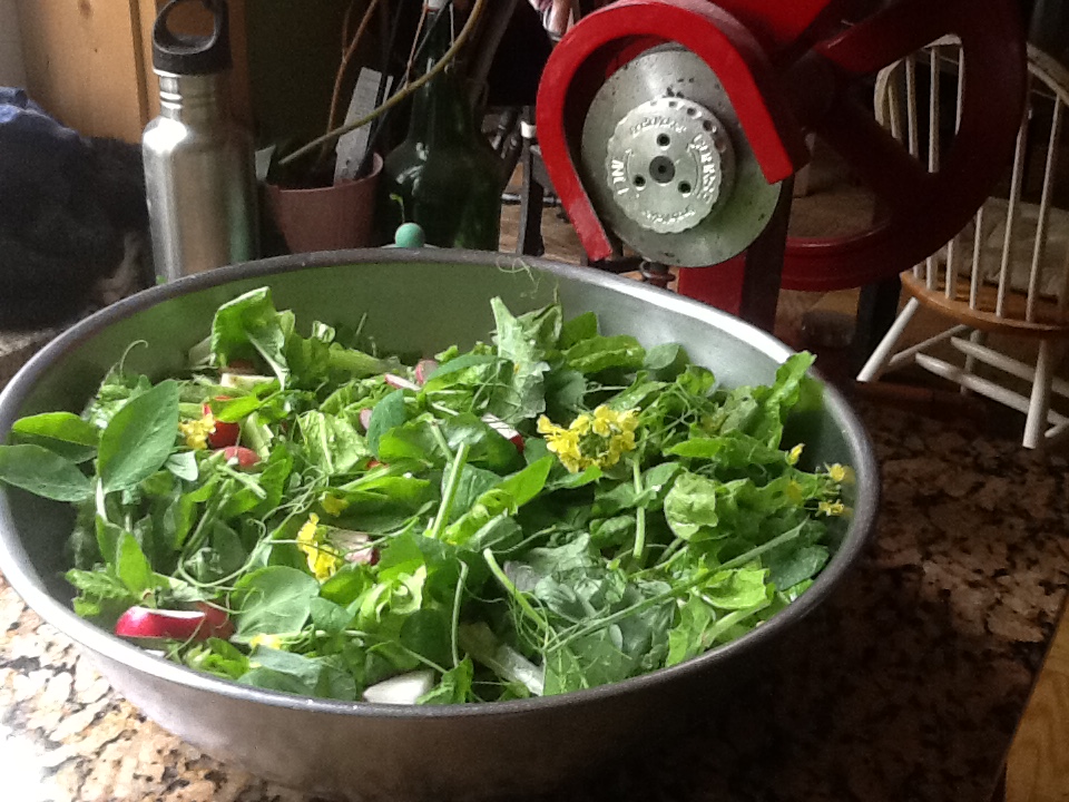 austrian winter peas | Southern Exposure Seed Exchange