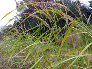 Guide to Growing Rice | Southern Exposure Seed Exchange