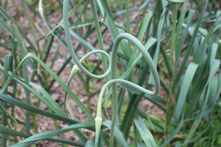 A Brief History of Garlic | Southern Exposure Seed Exchange