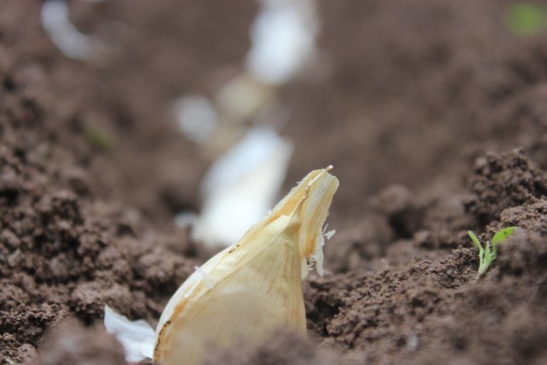 A Brief History of Garlic | Southern Exposure Seed Exchange