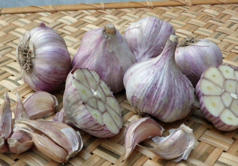 A Brief History of Garlic | Southern Exposure Seed Exchange