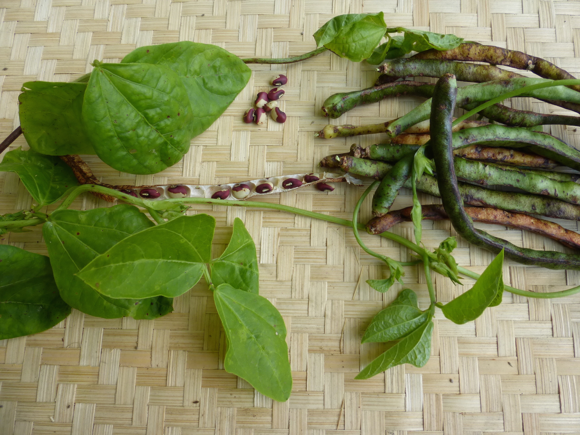 seed varieties | Southern Exposure Seed Exchange