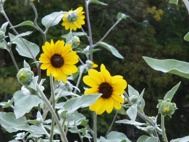 new varieties | Southern Exposure Seed Exchange