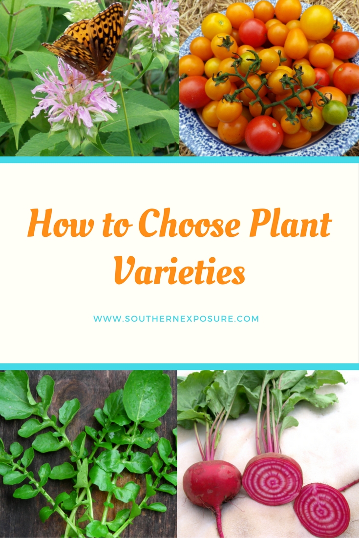 How to Choose Plant Varieties | Southern Exposure Seed Exchange