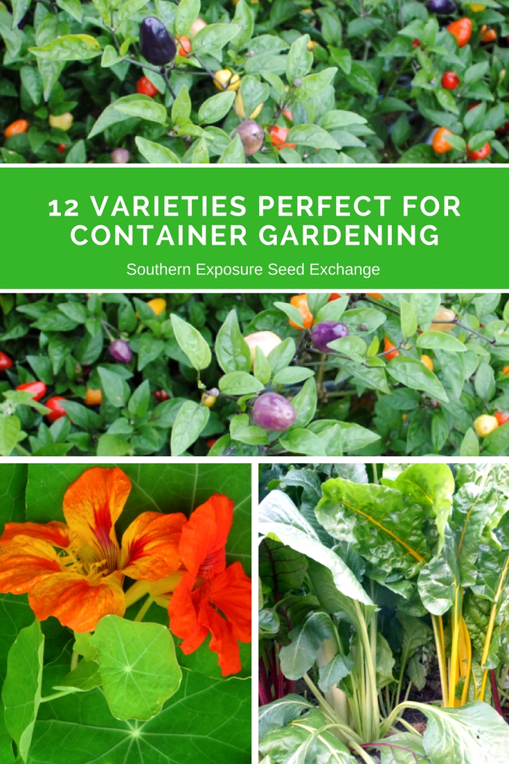 12 Varieties Perfect for Container Gardening | Southern Exposure Seed ...
