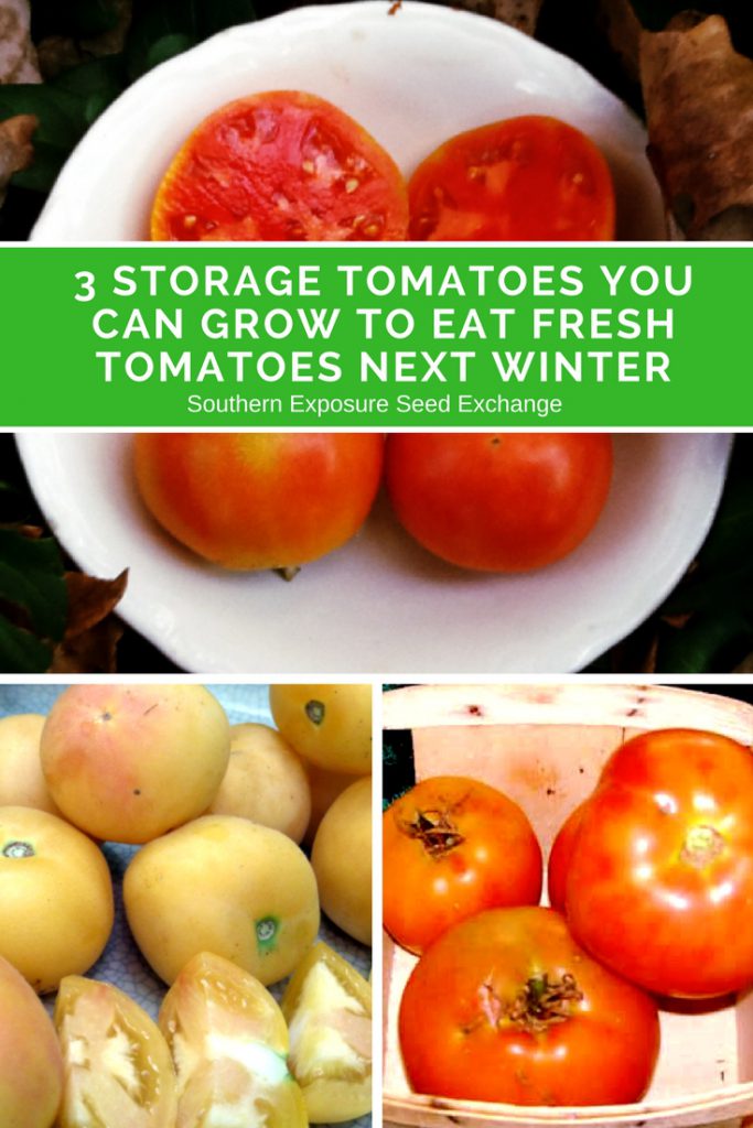 3 Storage Tomatoes You Can Grow to Eat Fresh Tomatoes Next Winter ...
