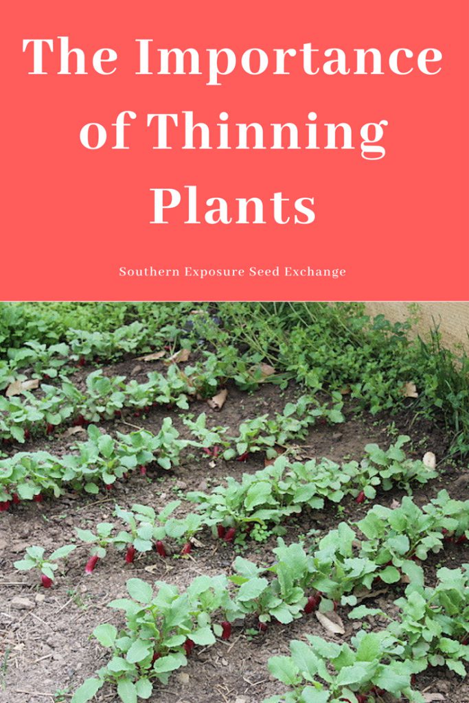 The Importance of Thinning Plants | Southern Exposure Seed Exchange