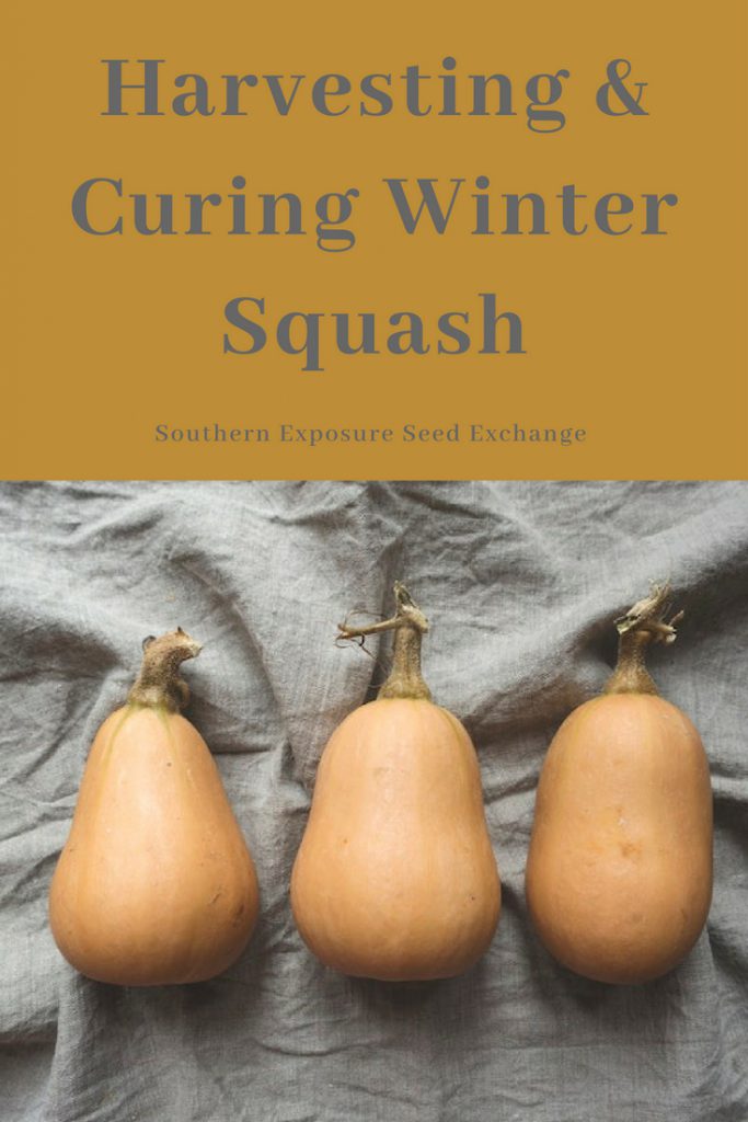 Harvesting & Curing Winter Squash & Pumpkins | Southern Exposure Seed ...