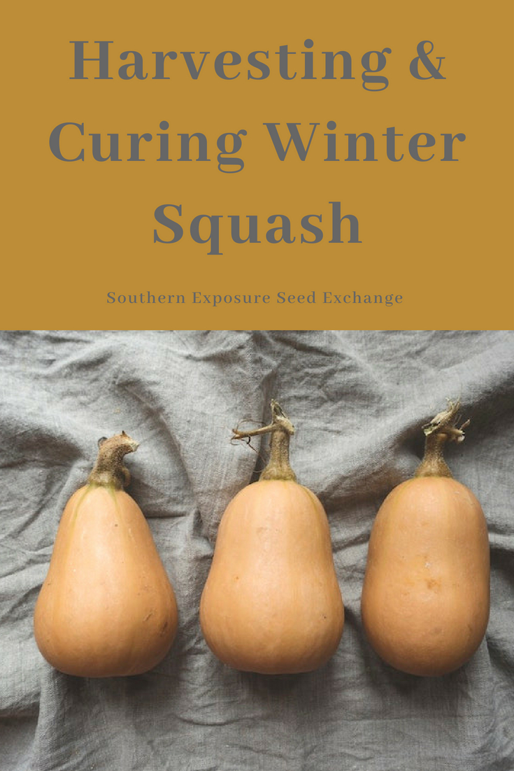 Harvesting & Curing Winter Squash & Pumpkins | Southern Exposure Seed ...