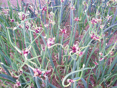 Perennial Onions | Southern Exposure Seed Exchange