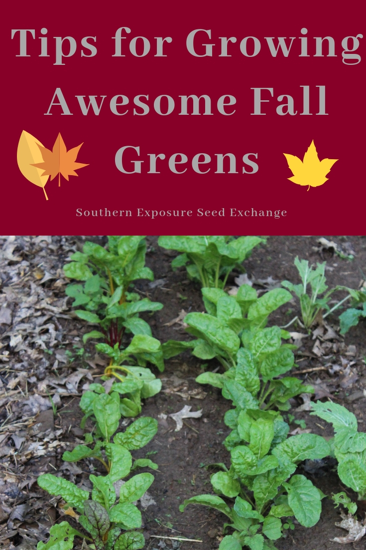 Tips for Growing Awesome Fall Greens | Southern Exposure Seed Exchange