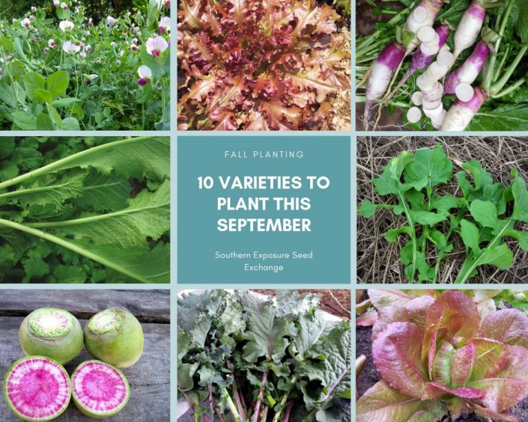 September Planting | Southern Exposure Seed Exchange