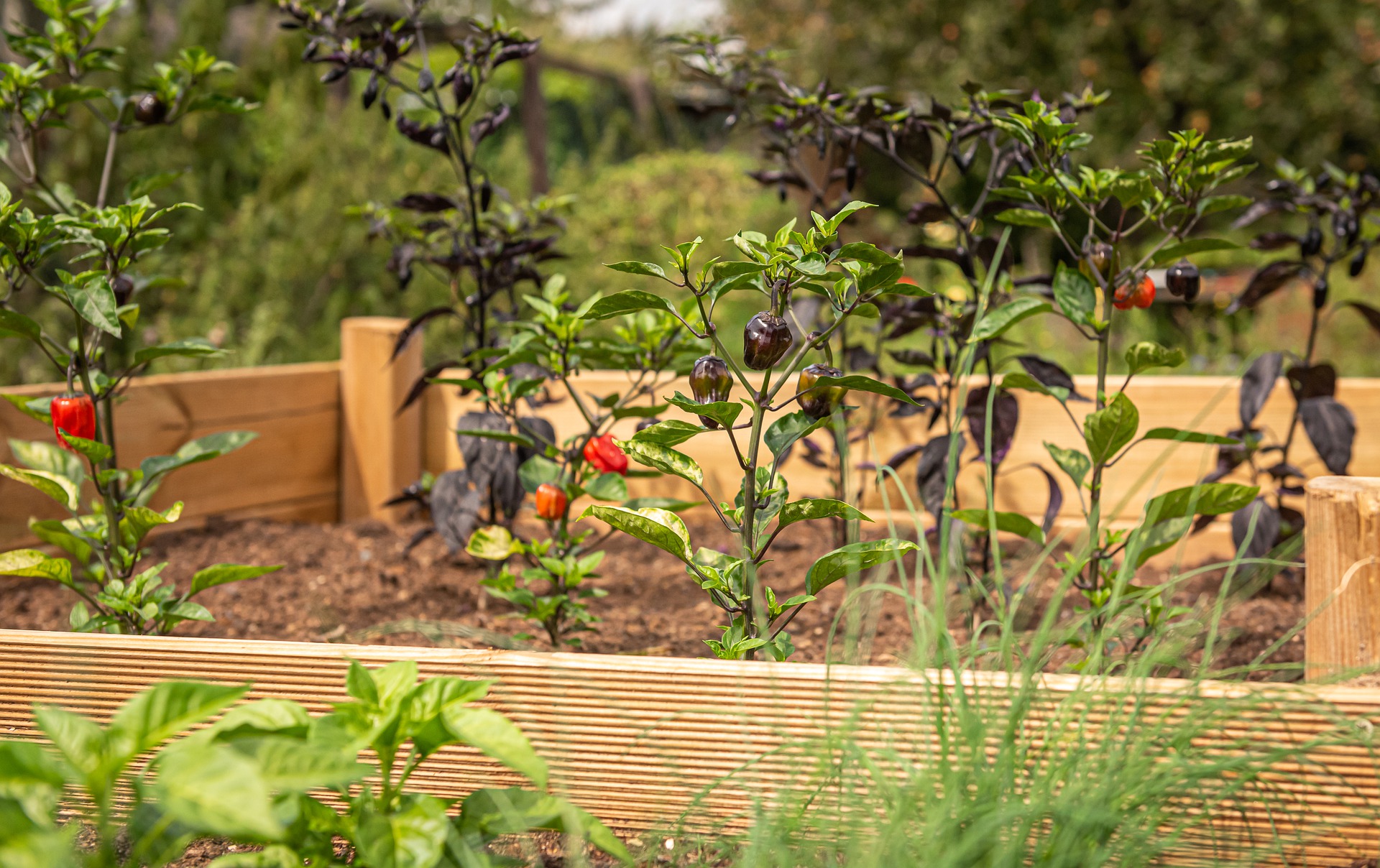Pros & Cons of Raised Beds | Southern Exposure Seed Exchange