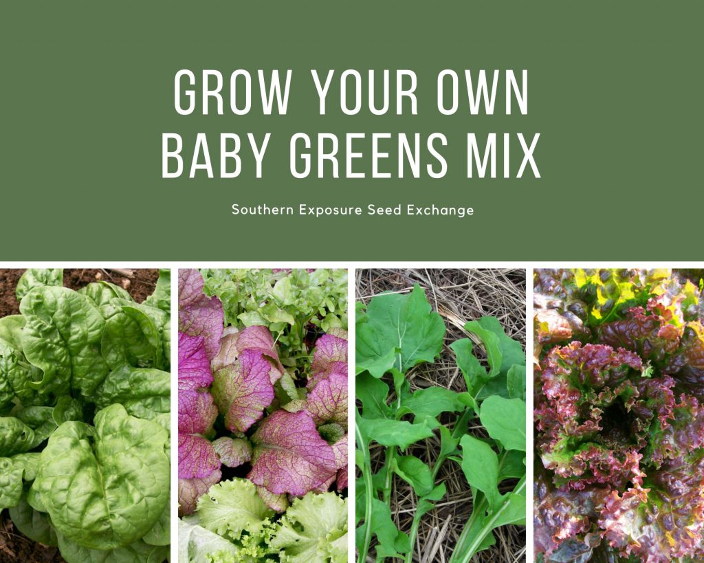 Grow Your Own Baby Greens Mix | Southern Exposure Seed Exchange