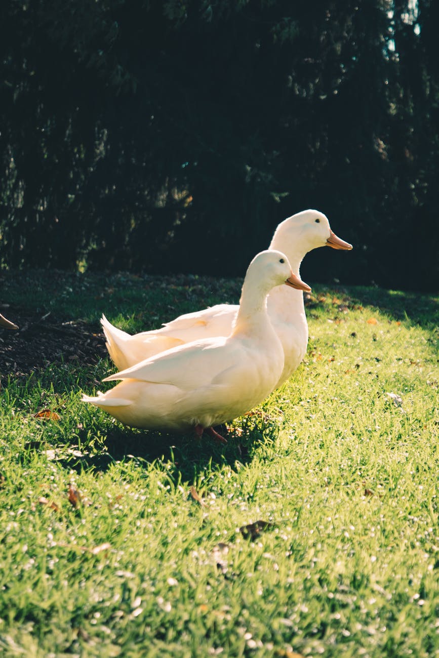 Pros and Cons of Gardening with Ducks | Southern Exposure Seed Exchange