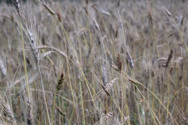 Growing, Using, & Storing Staple Crops Part 1 | Southern Exposure Seed ...