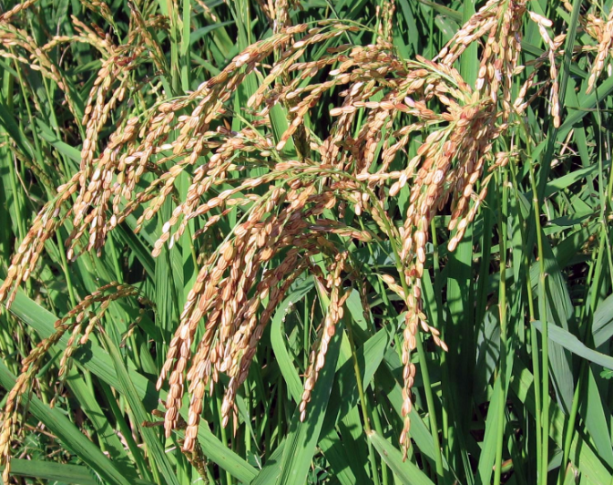 Growing, Using, & Storing Staple Crops Part 2 | Southern Exposure Seed ...