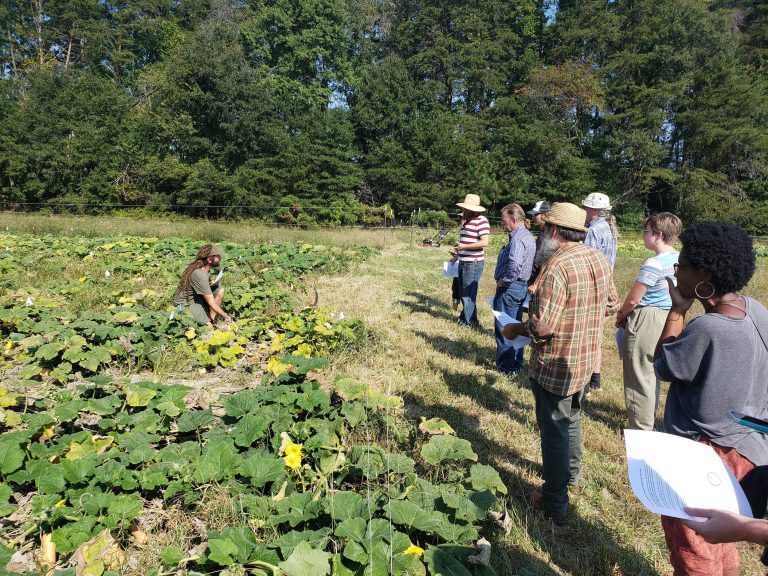 Seeds, Small Farms, and Resiliency: The Story of SESE Seeds | Southern ...