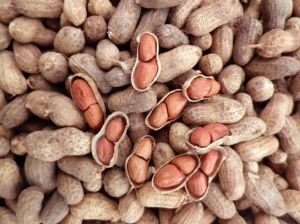 The Incredible History of the Peanut | Southern Exposure Seed Exchange