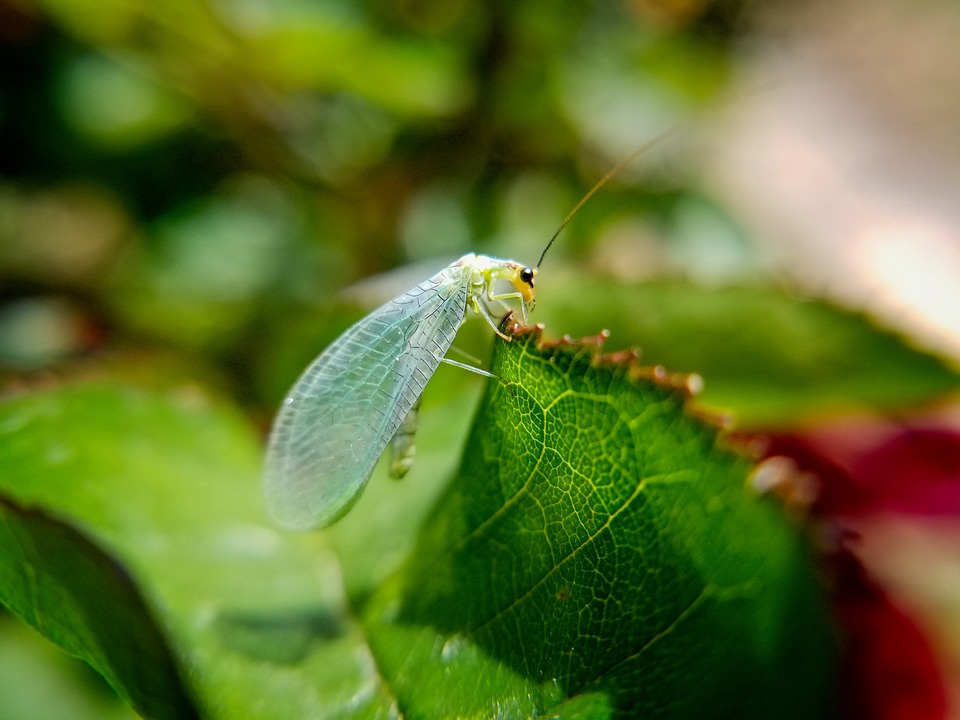 5 Predatory Insects Native to the Southeastern U.S. | Southern Exposure ...