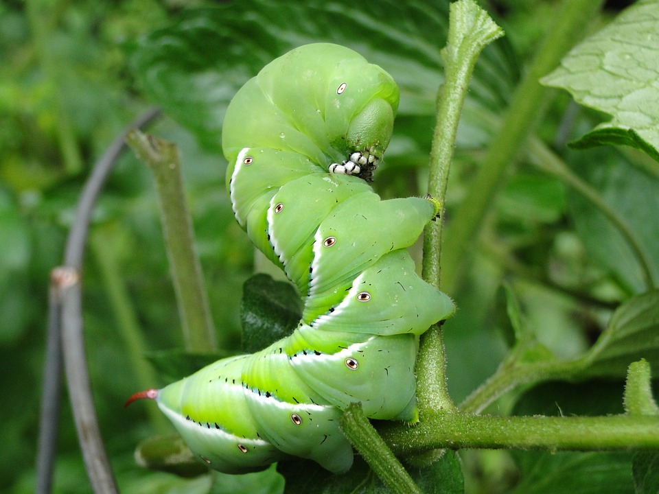Tips for Organic Pest Management | Southern Exposure Seed Exchange