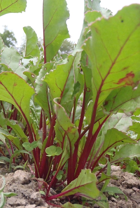 SESE Candy Carrots and Sweet Roots | Southern Exposure Seed Exchange