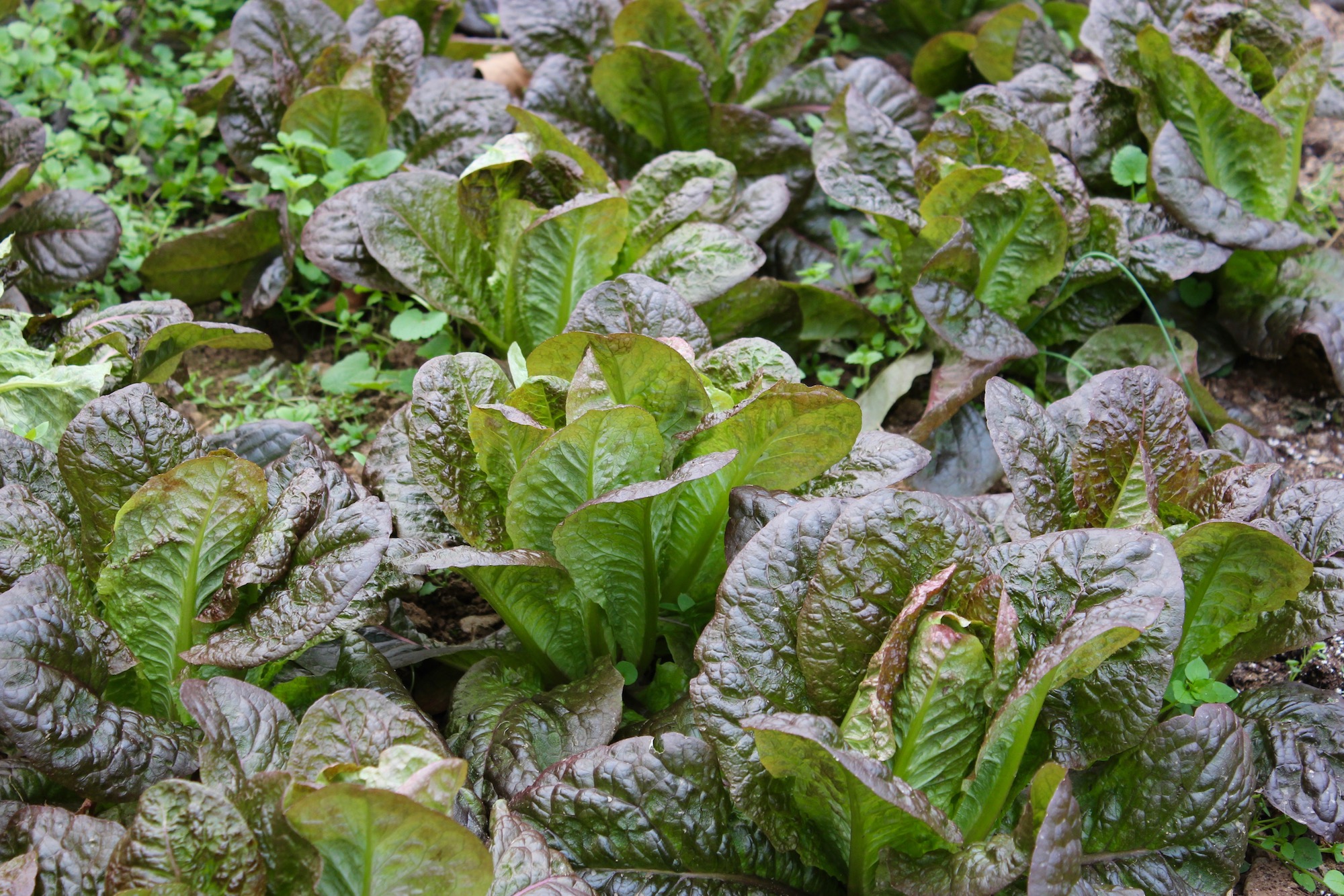 Fall Lettuce Garden | Southern Exposure Seed Exchange