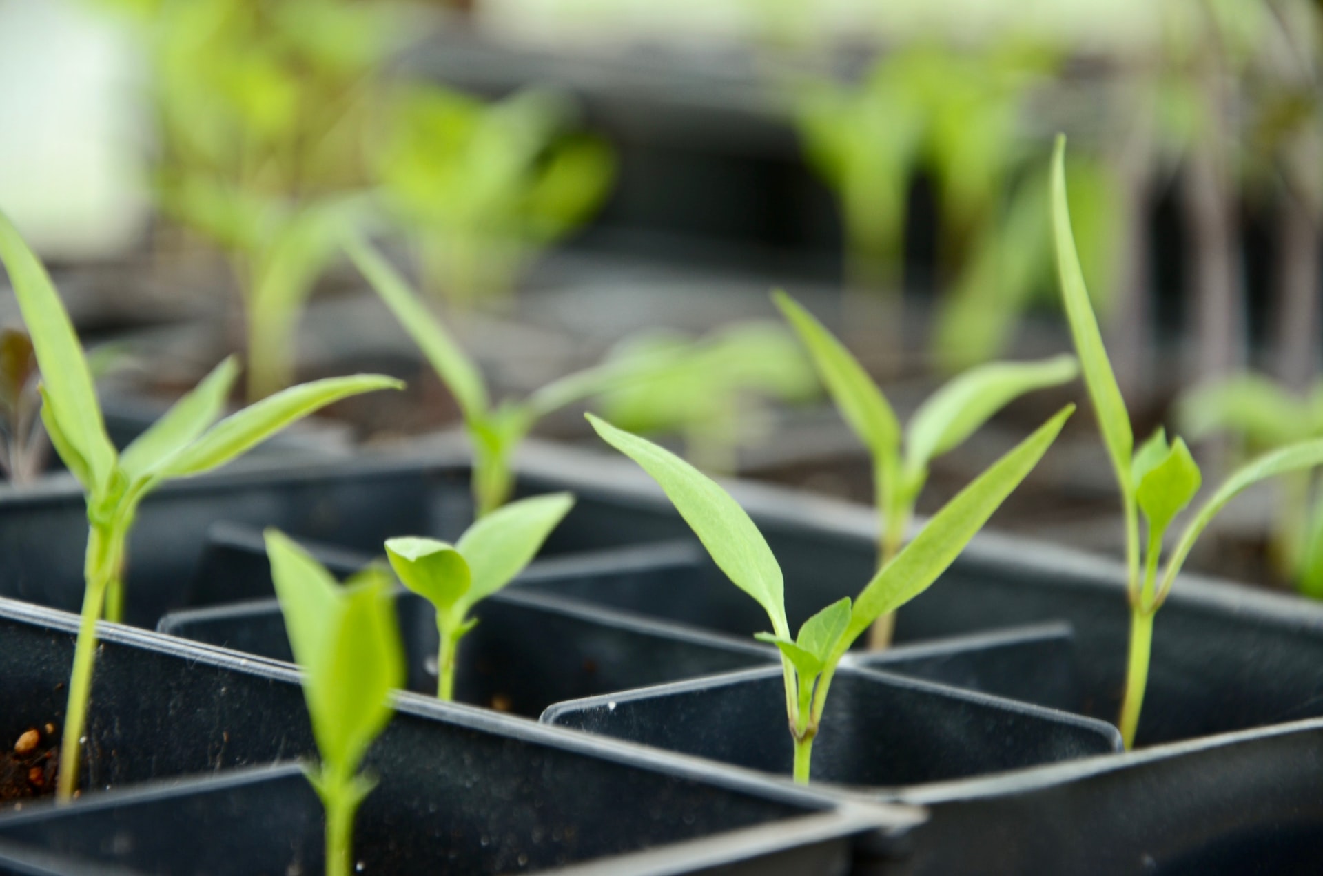 Transplanting: 9 Tips for Success | Southern Exposure Seed Exchange