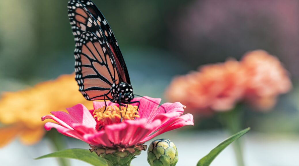 10 Plants to Attract Beneficial Insects to Your Garden | Southern ...