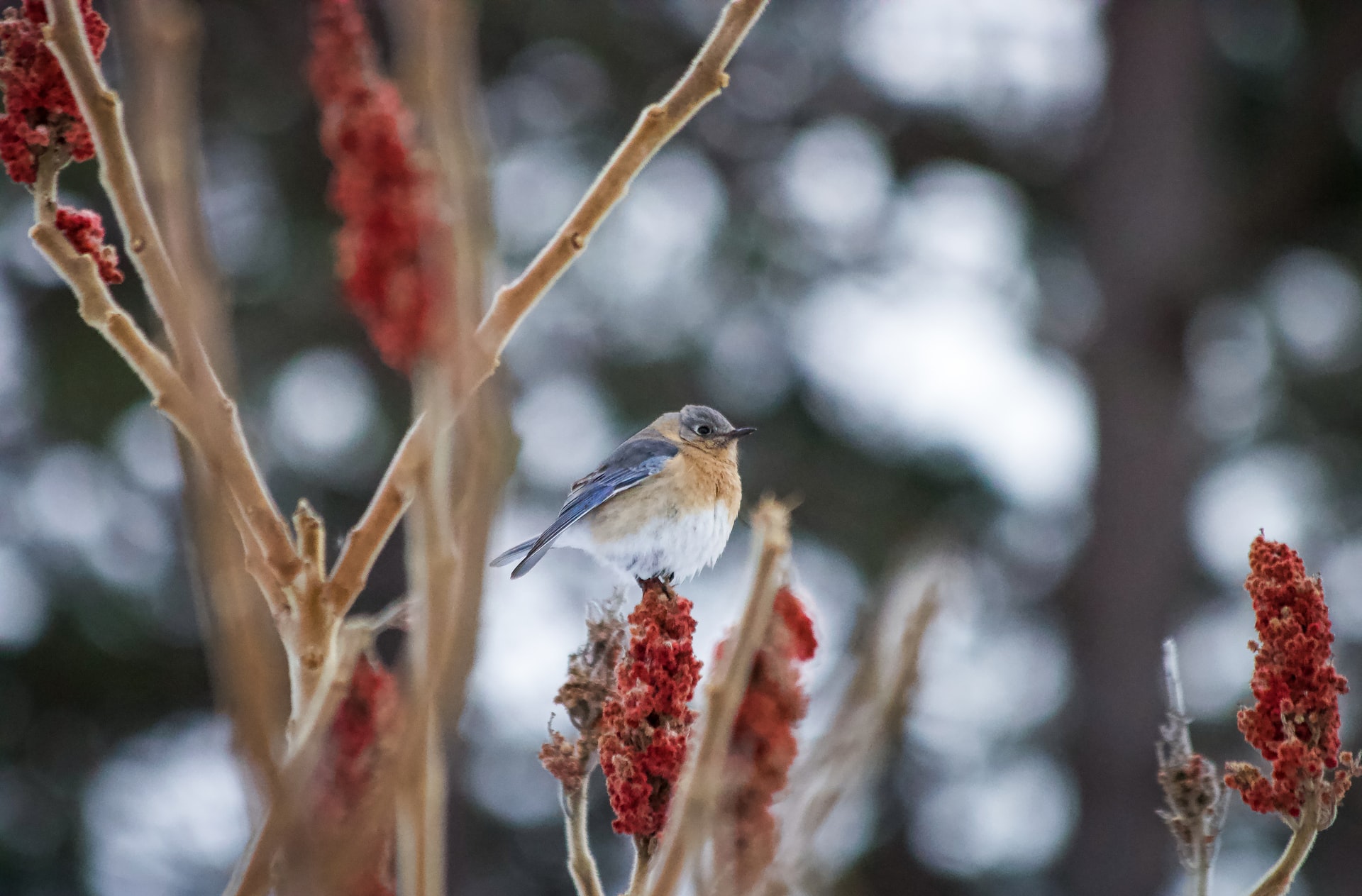 5 Birds Native to the Eastern U.S. To Attract to Your Garden | Southern ...