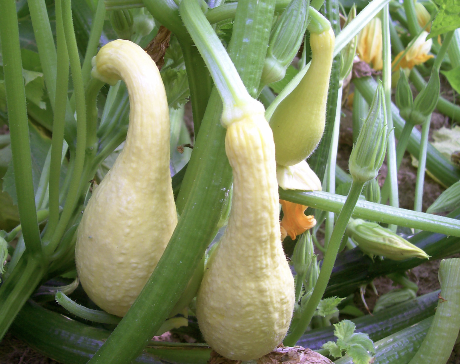 Summer Squash: Ways to Use & Preserve It | Southern Exposure Seed Exchange