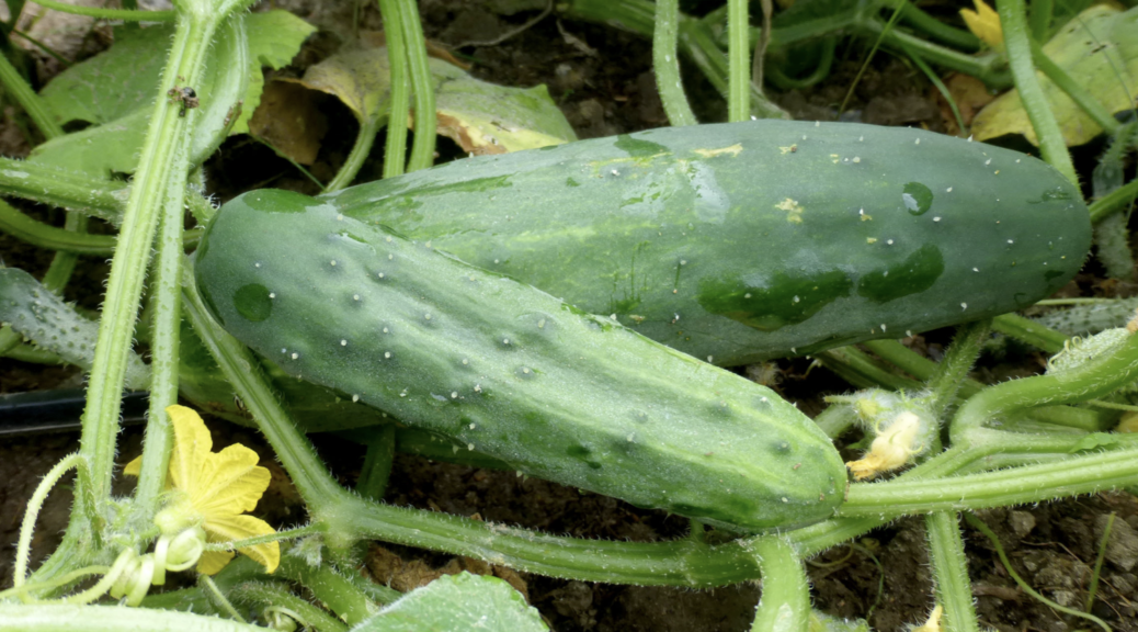 7 Steps to Saving Cucumber Seed | Southern Exposure Seed Exchange