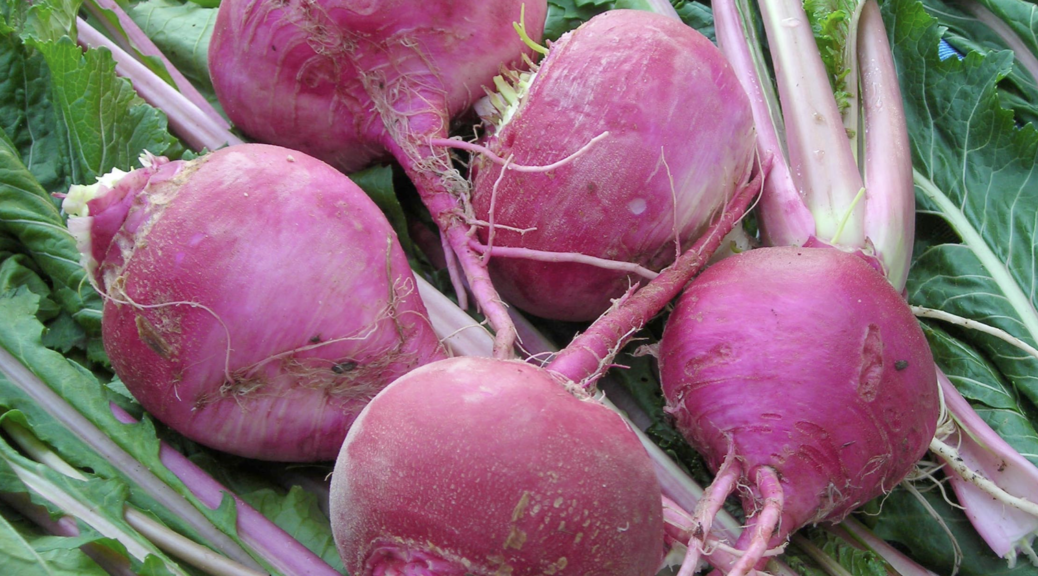 Growing, Storing, and Using Fall Turnips | Southern Exposure Seed Exchange