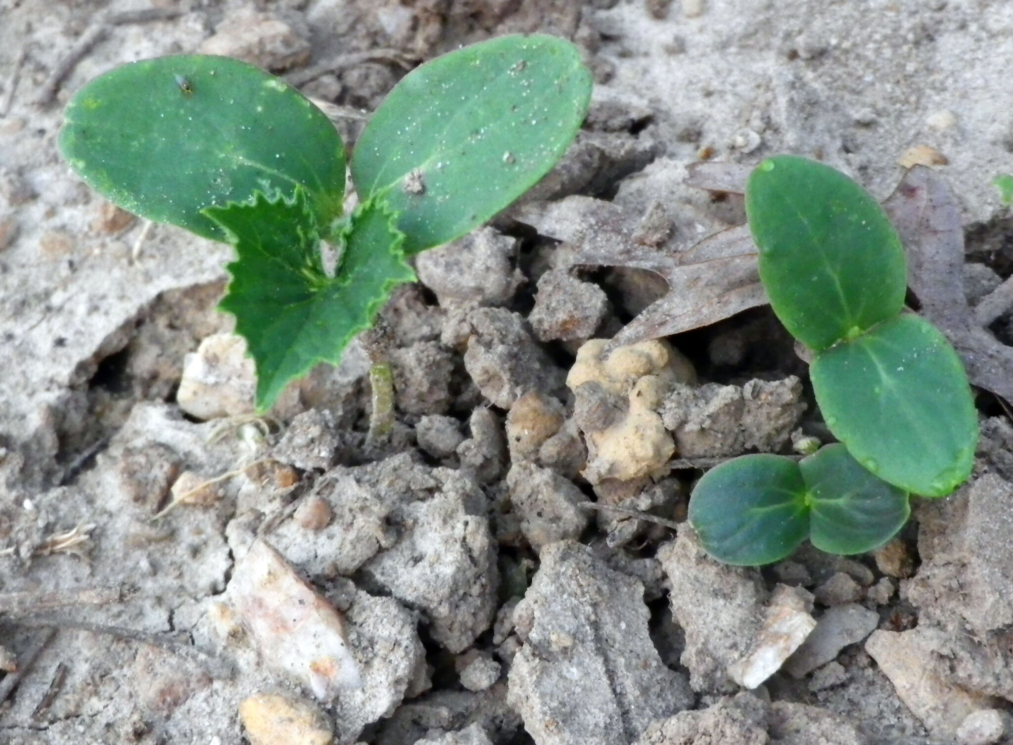 7 Steps to Saving Cucumber Seed | Southern Exposure Seed Exchange