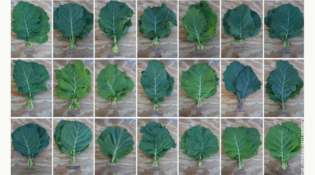 7 Reasons to Join The Collard Community Seed Selection Project ...