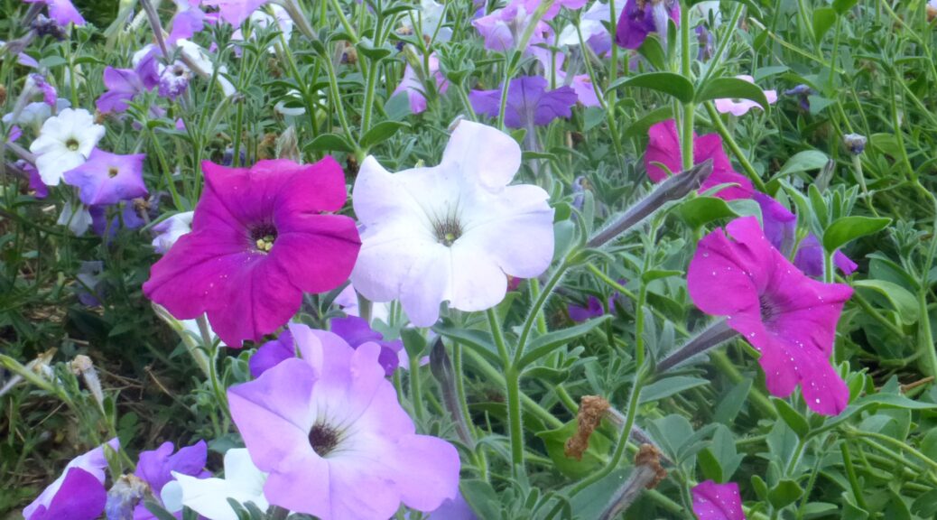 10 Weird, Fun Historical Flower Facts | Southern Exposure Seed Exchange