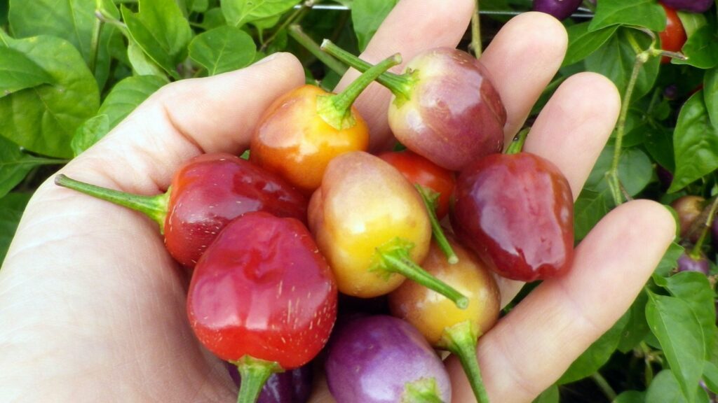 10 Mini Vegetables You’ll Adore | Southern Exposure Seed Exchange