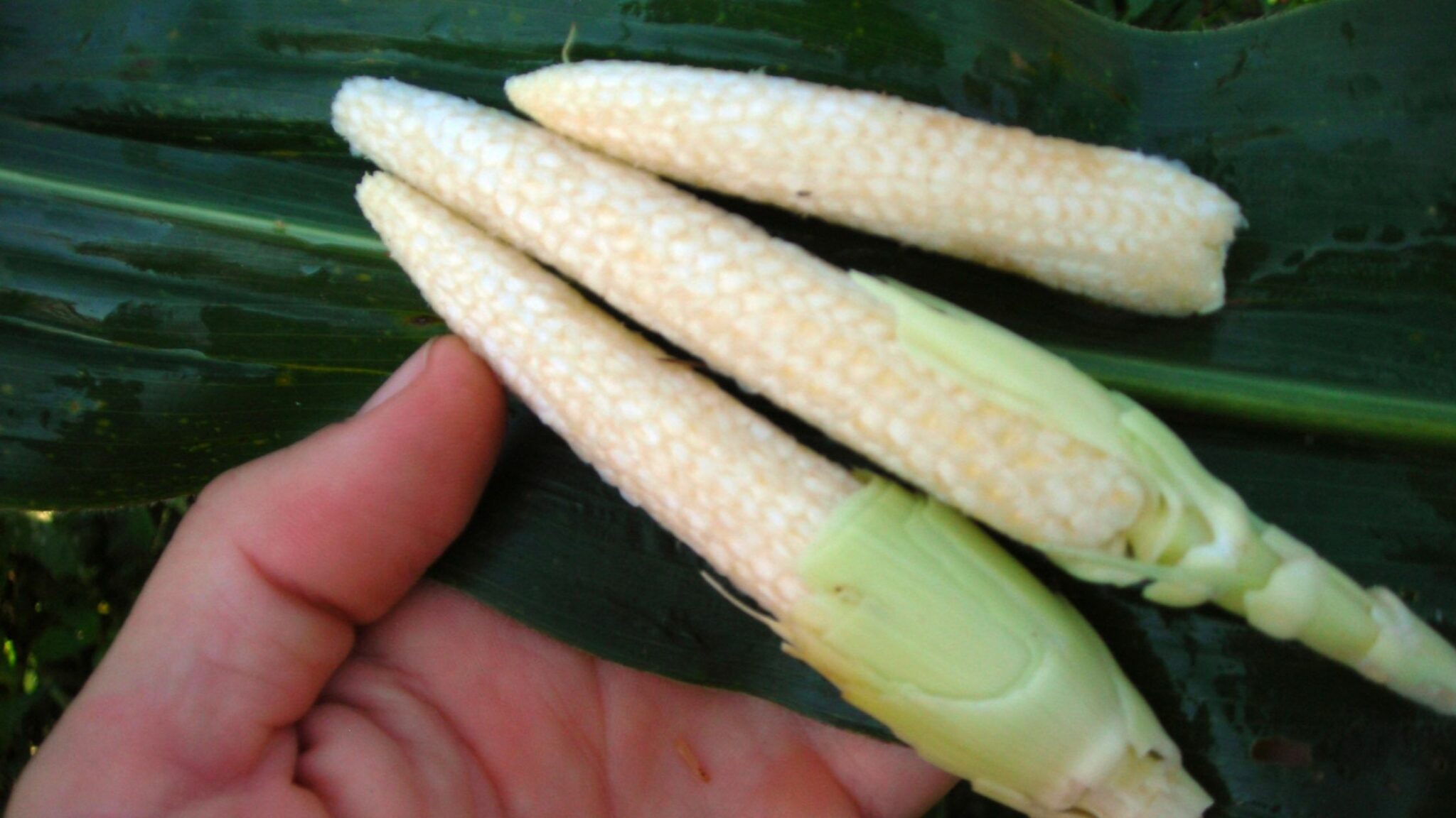 Southern Exposure Seed Exchange Blog