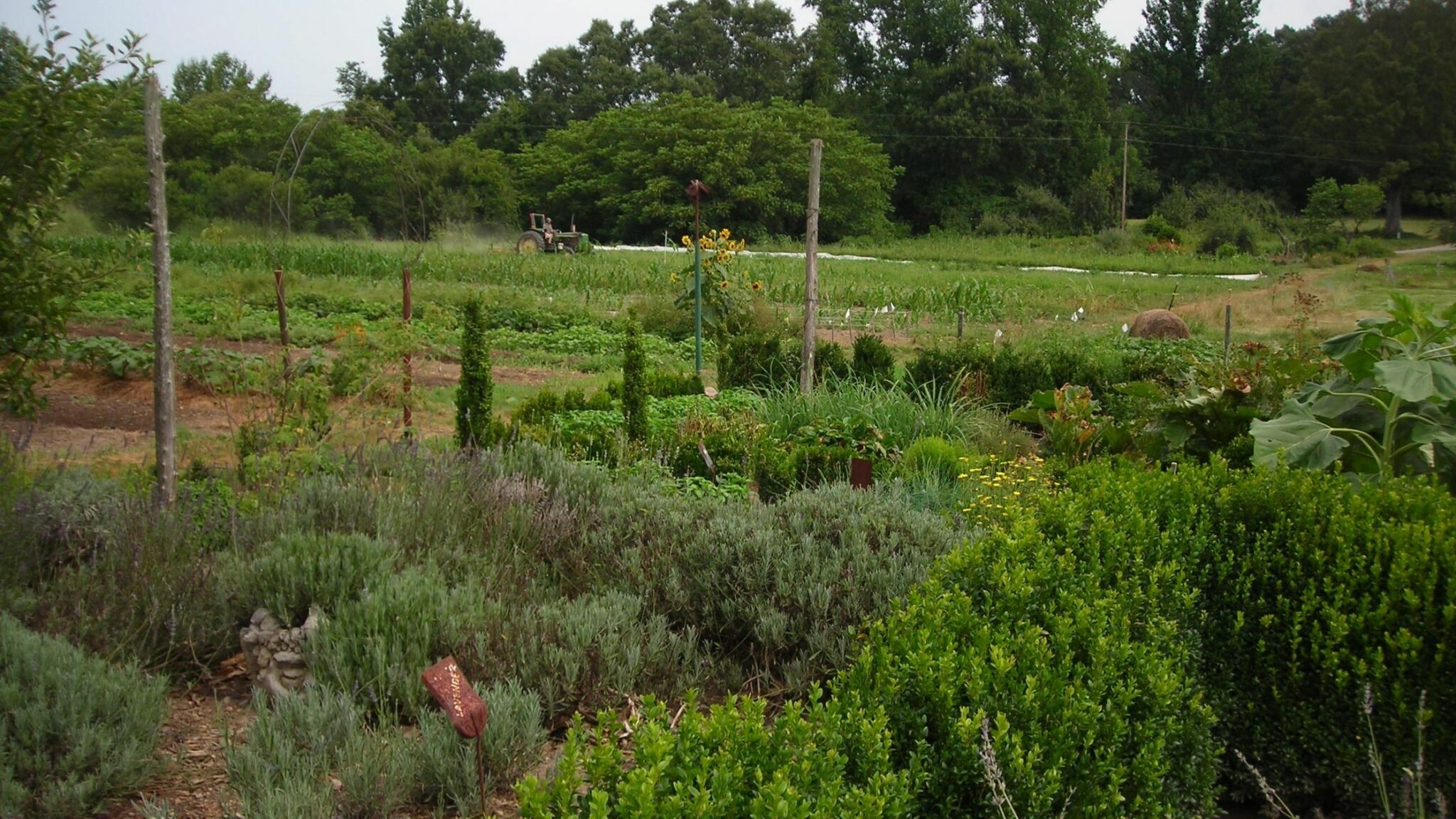 Getting Started with Herbalism | Southern Exposure Seed Exchange