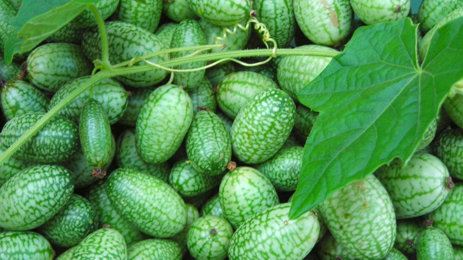 10 Mini Vegetables You’ll Adore | Southern Exposure Seed Exchange