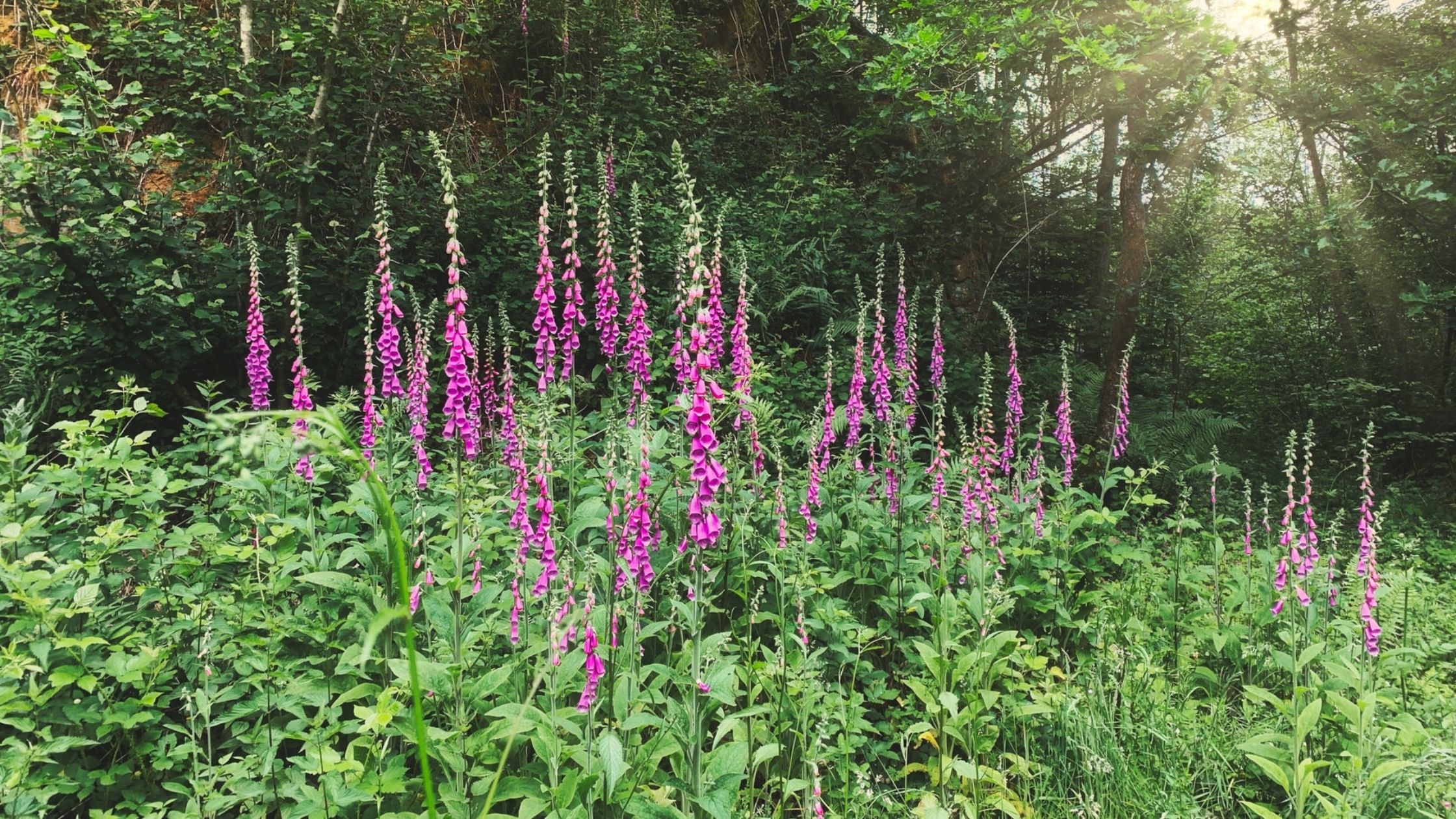 Garden Folklore: 10 Superstitions and Traditions | Southern Exposure ...