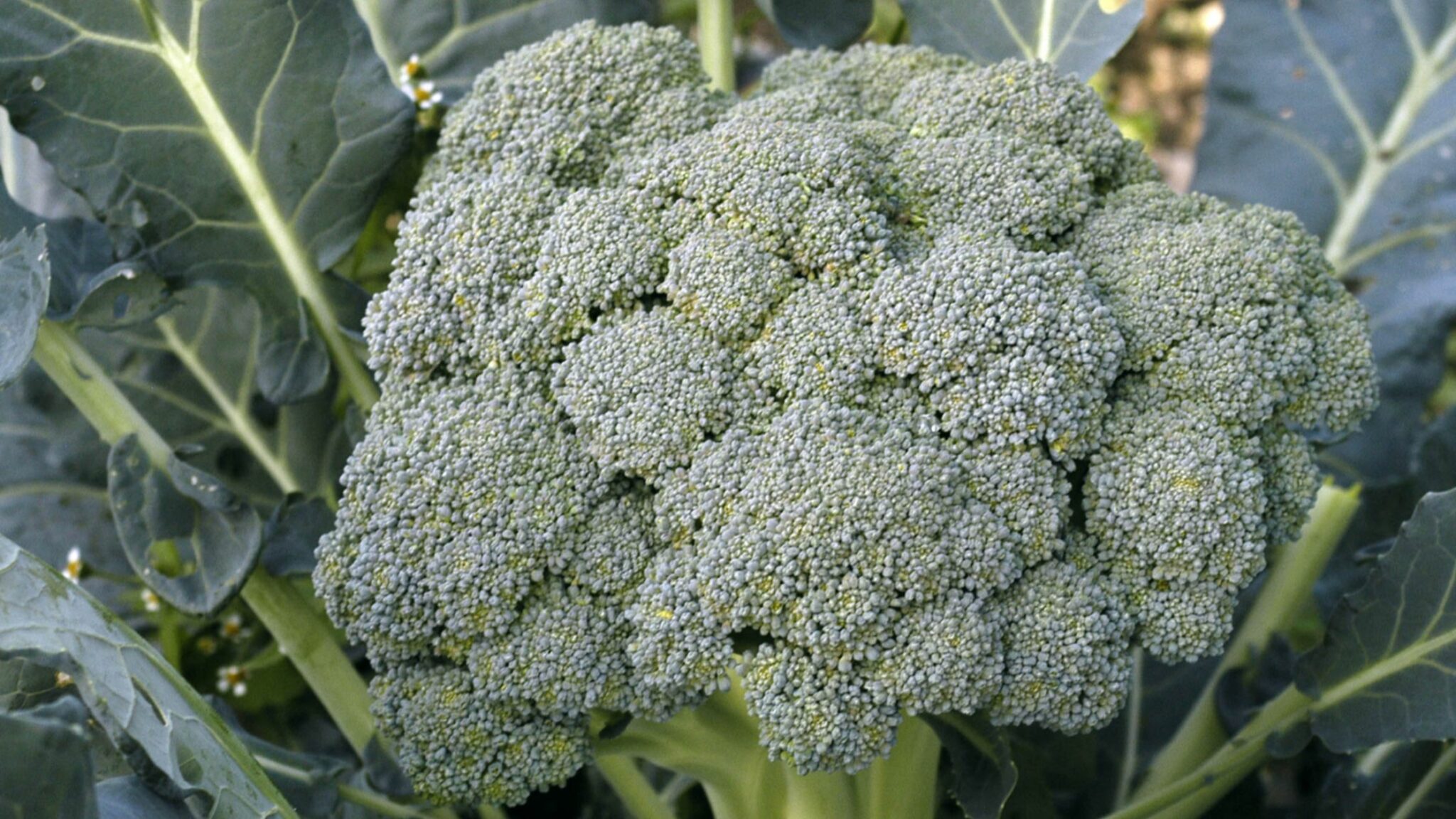 Crops for Succession Planting | Southern Exposure Seed Exchange