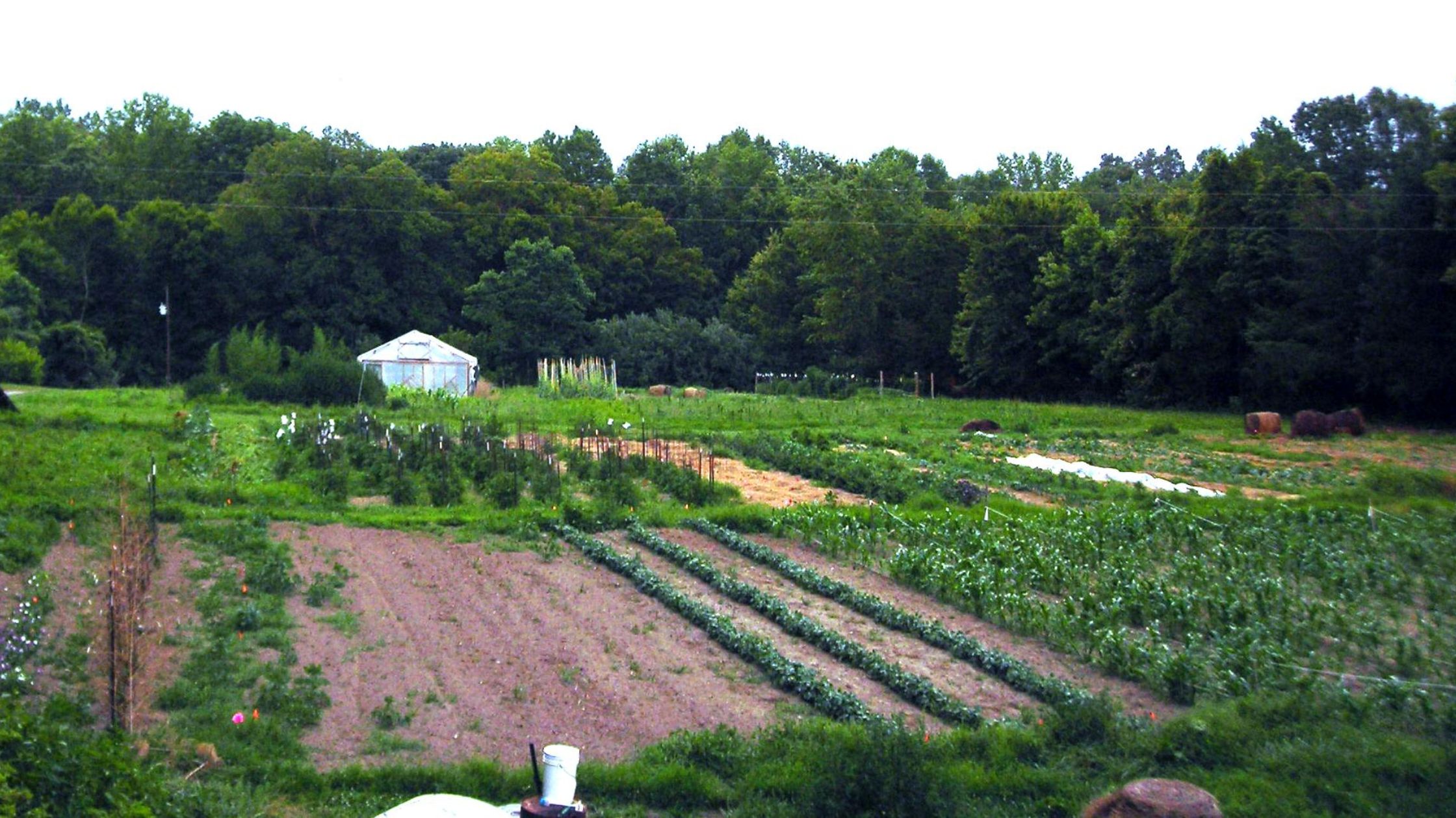 Late June Garden Checklist | Southern Exposure Seed Exchange