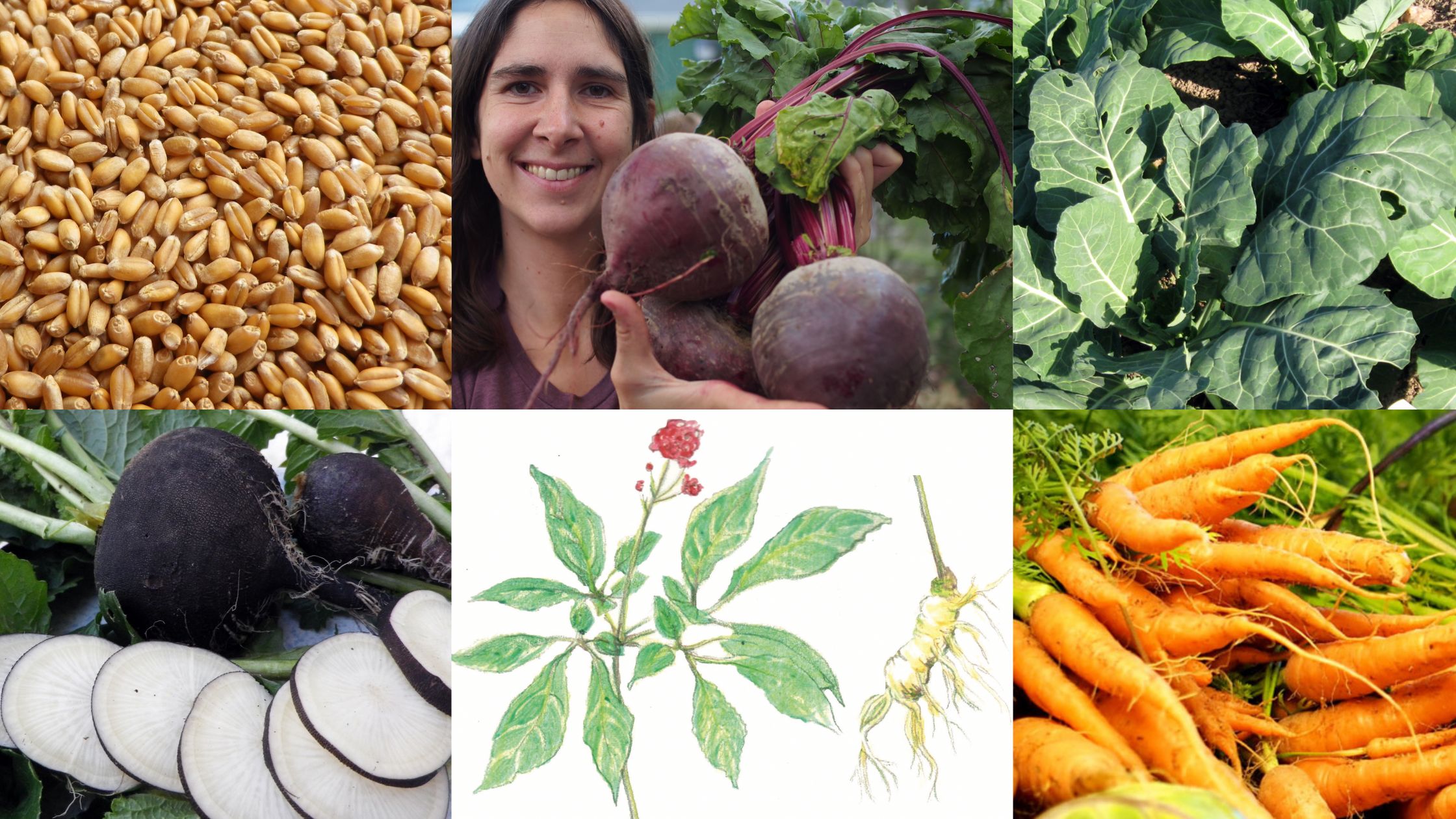 Fall Planting: Vegetables, Perennials, Flowers, Grain | Southern ...