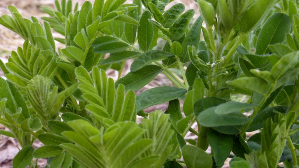 5 Unusual Medicinal Herbs | Southern Exposure Seed Exchange