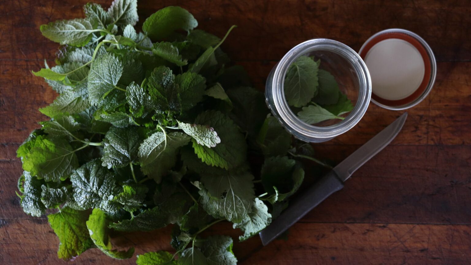 Herbal Tinctures: The Folk Method | Southern Exposure Seed Exchange