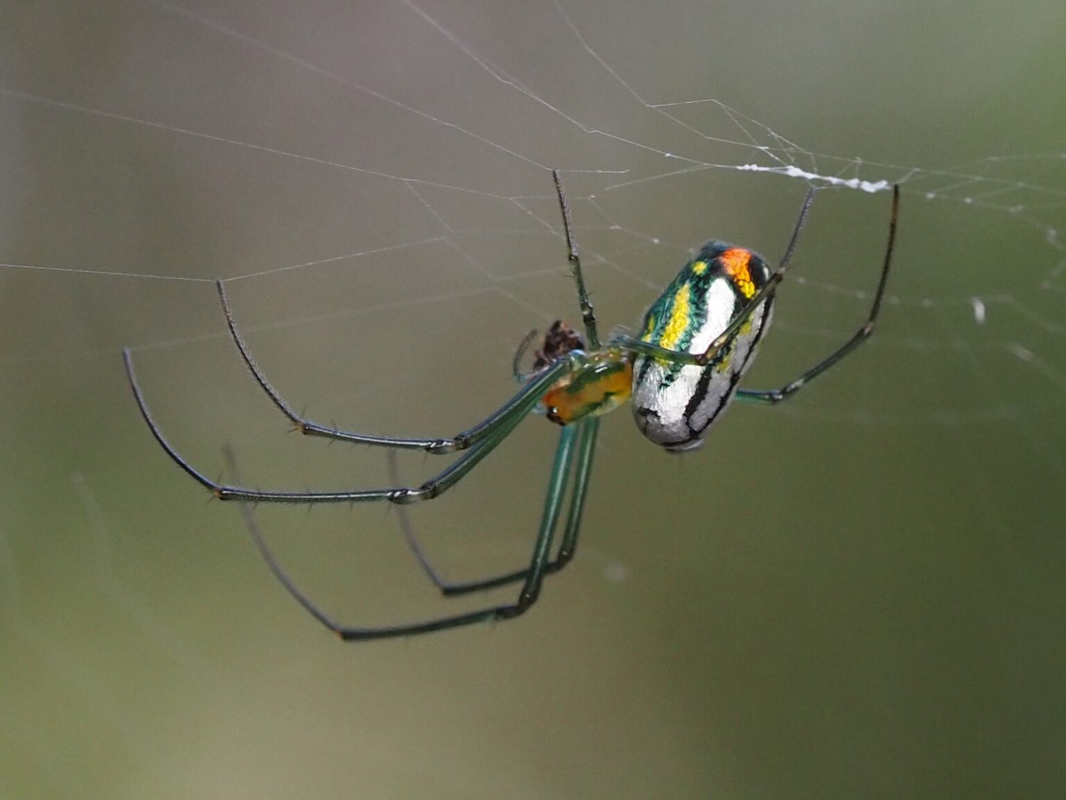 5 Helpful Spiders of The Southeastern US | Southern Exposure Seed Exchange