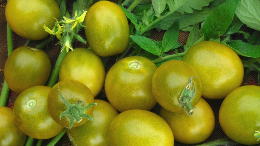 Beginner Garden: Selecting Tomatoes | Southern Exposure Seed Exchange